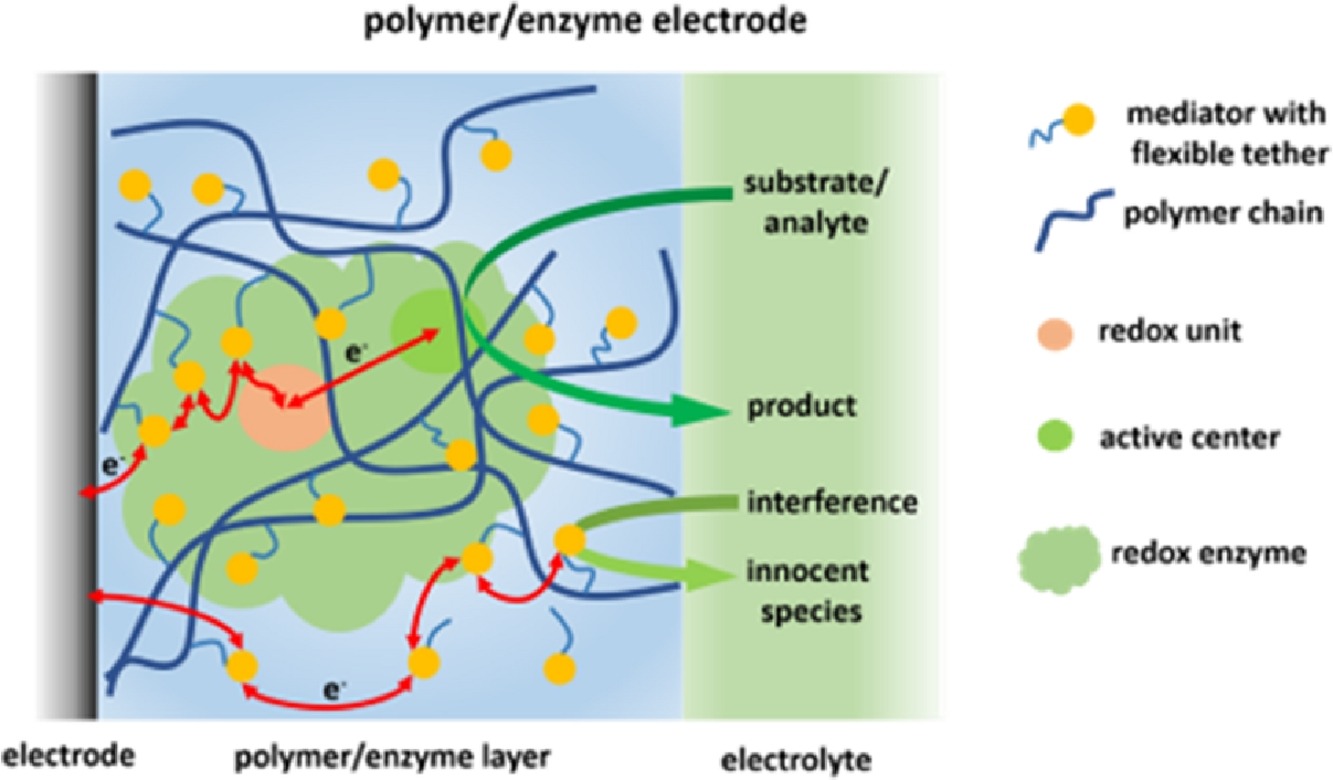 Redox polymers in bioelectrochemistry: Common playgrounds and novel ...